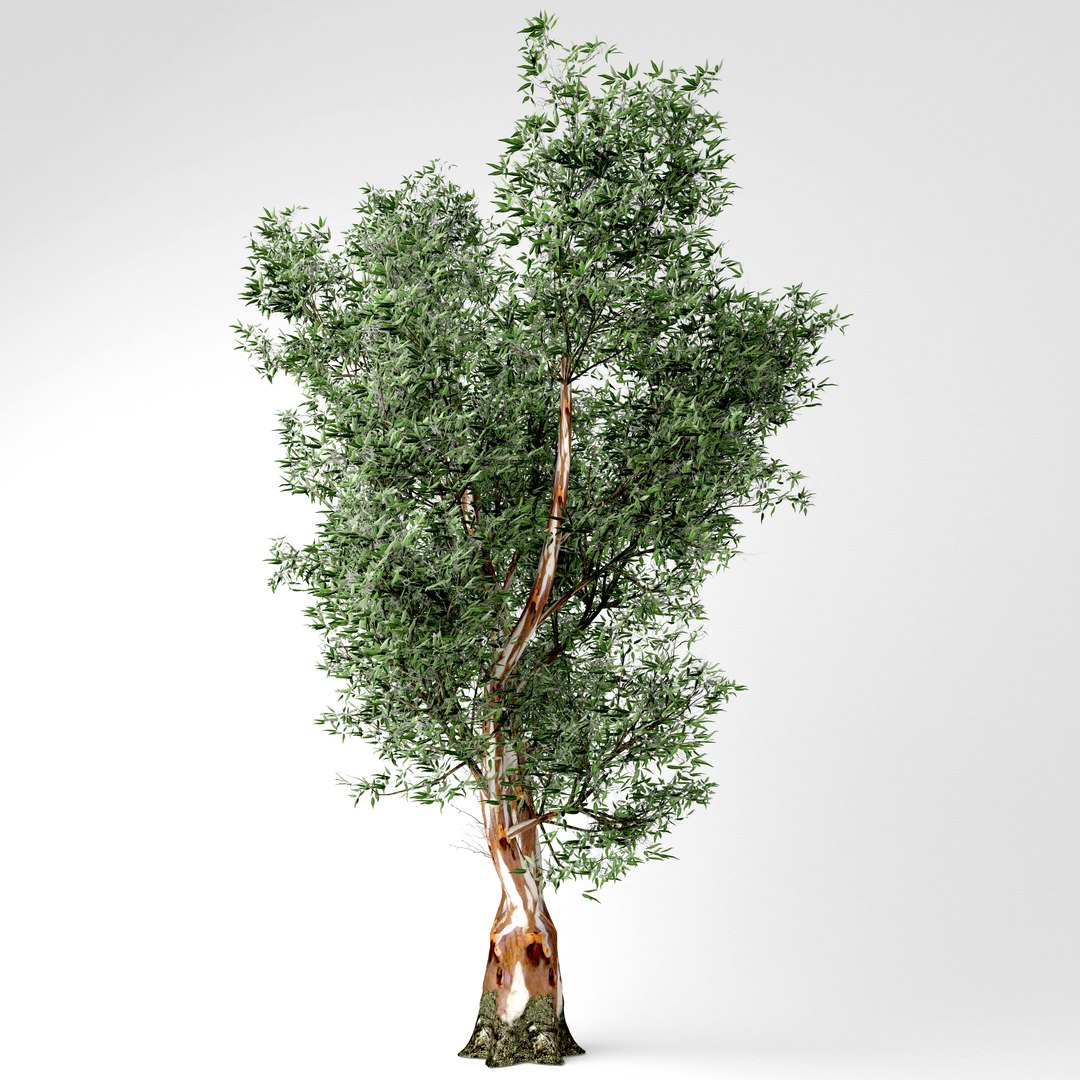 Red Gum Tree Model - TurboSquid 1619343