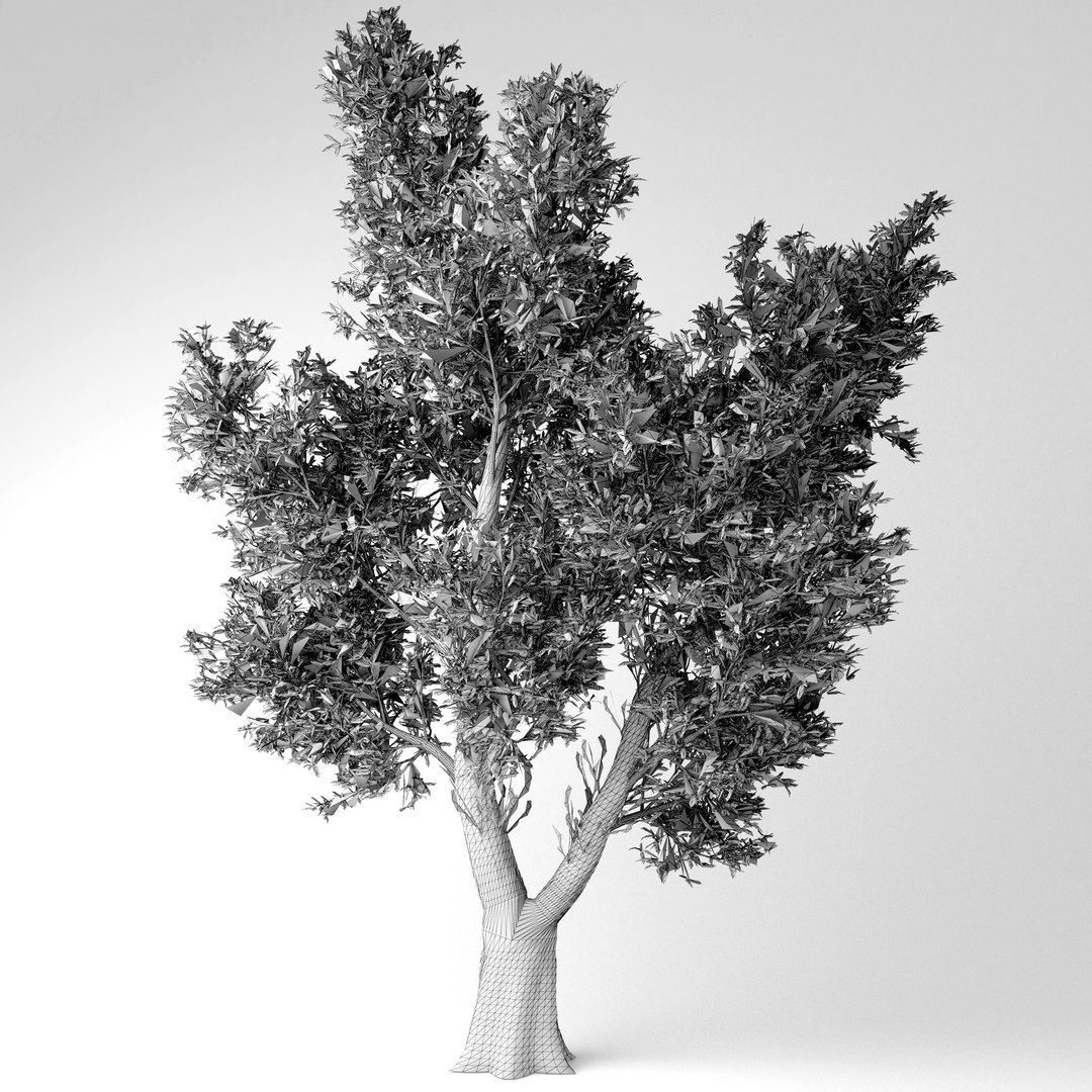 Red Gum Tree Model - TurboSquid 1619343