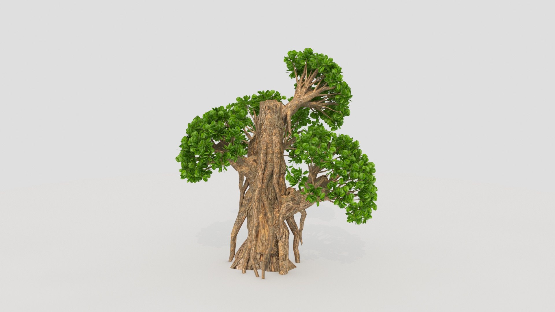 3D Model Ficus - TurboSquid 1757294