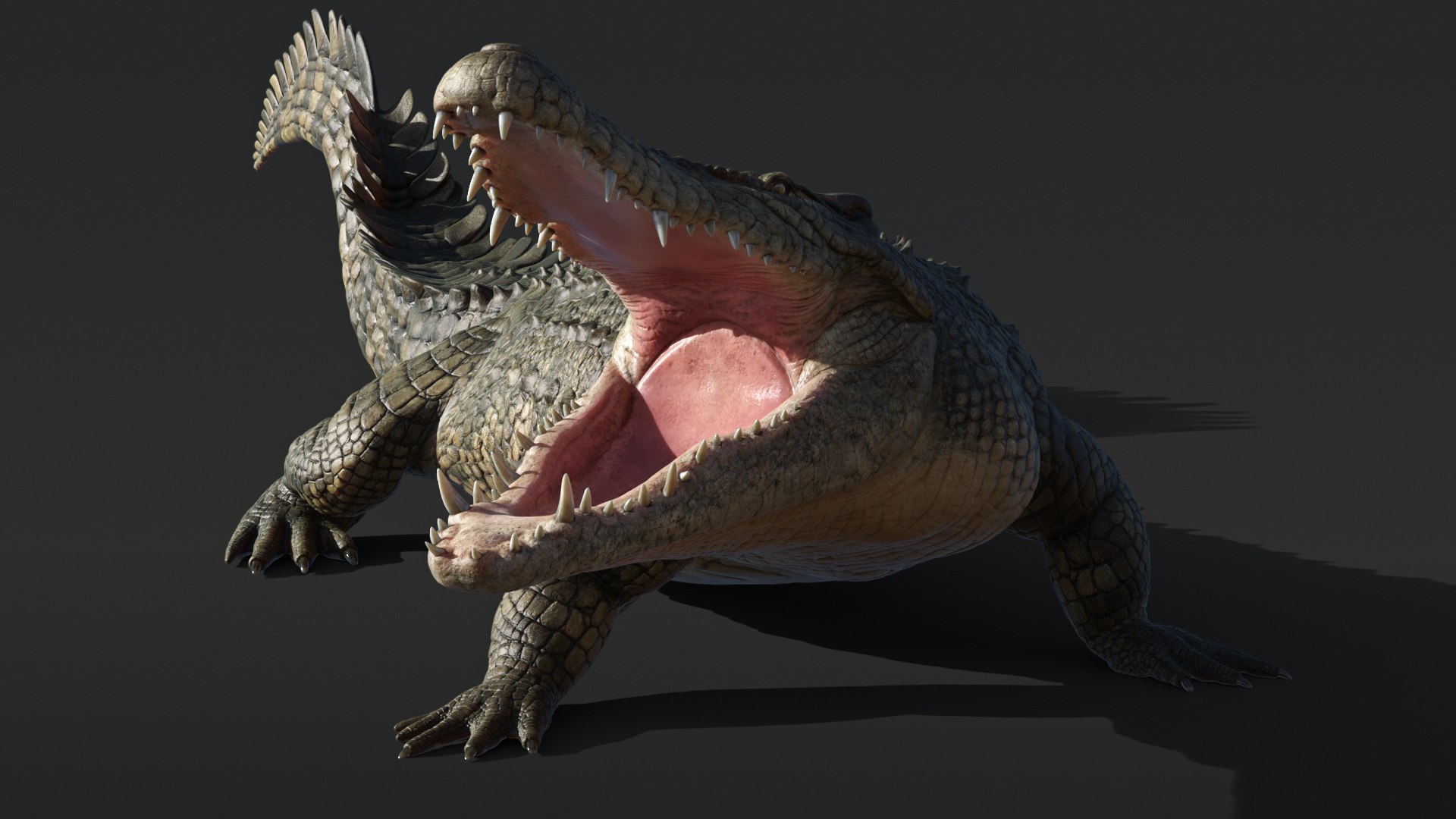 Saltwater Crocodile Animated model - TurboSquid 2016649