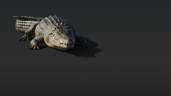 Saltwater Crocodile Animated 3D 모델 - TurboSquid 2016649