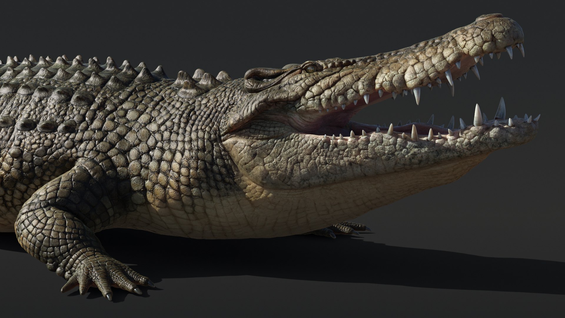 Saltwater Crocodile Animated model - TurboSquid 2016649
