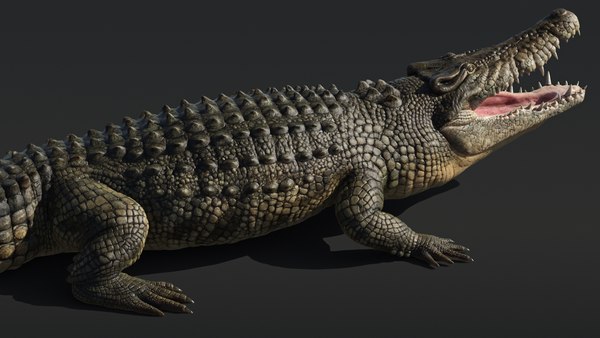 modelo 3d Saltwater Crocodile Animated - TurboSquid 2016649