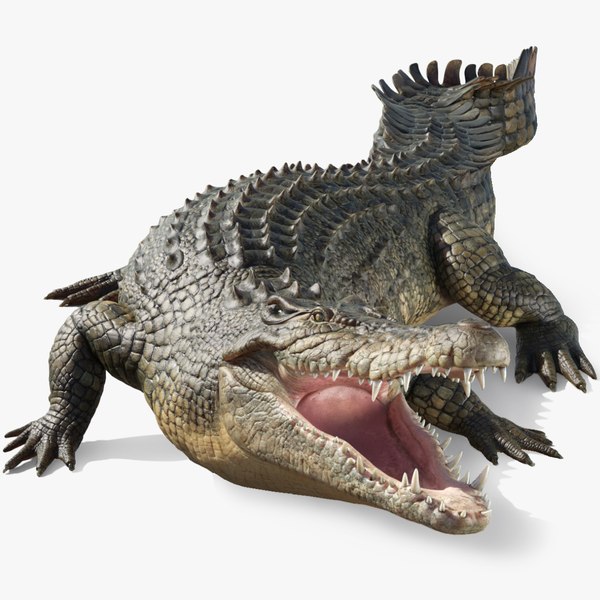 Saltwater Crocodile Animated 3D 모델 - TurboSquid 2016649