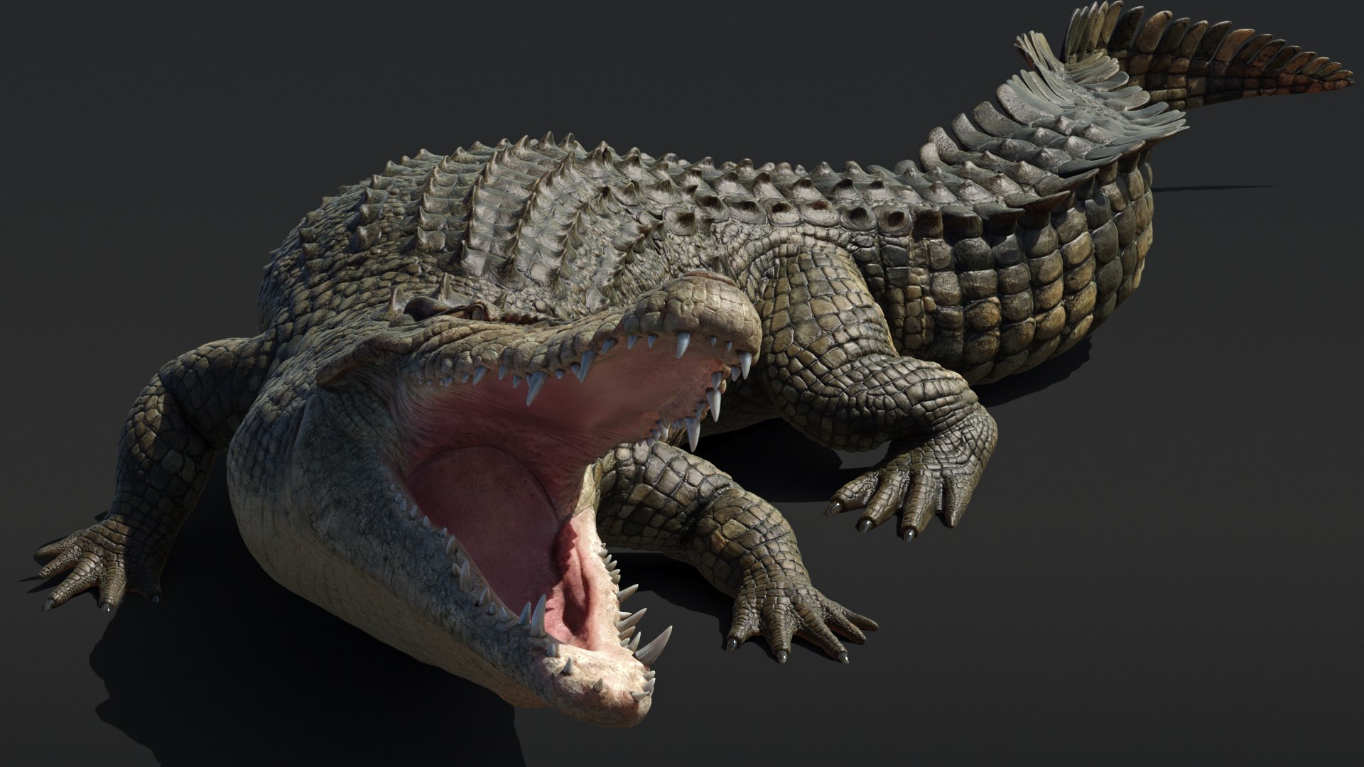 Saltwater Crocodile Animated model - TurboSquid 2016649
