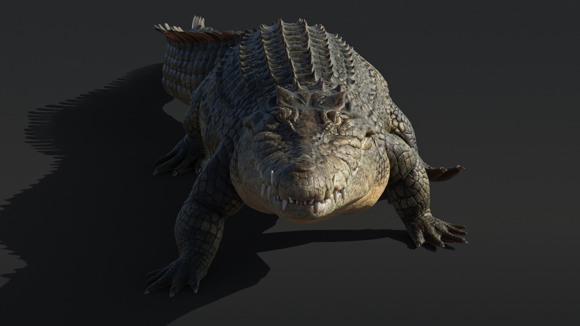 Saltwater Crocodile Animated model - TurboSquid 2016649