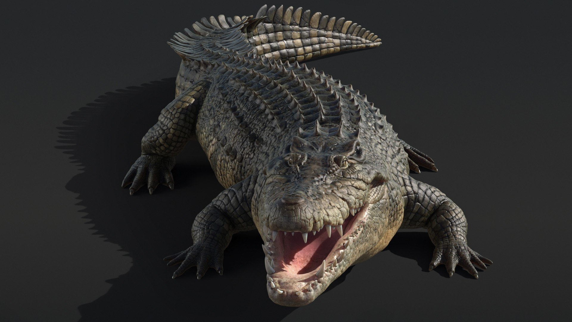 Saltwater Crocodile Animated model - TurboSquid 2016649
