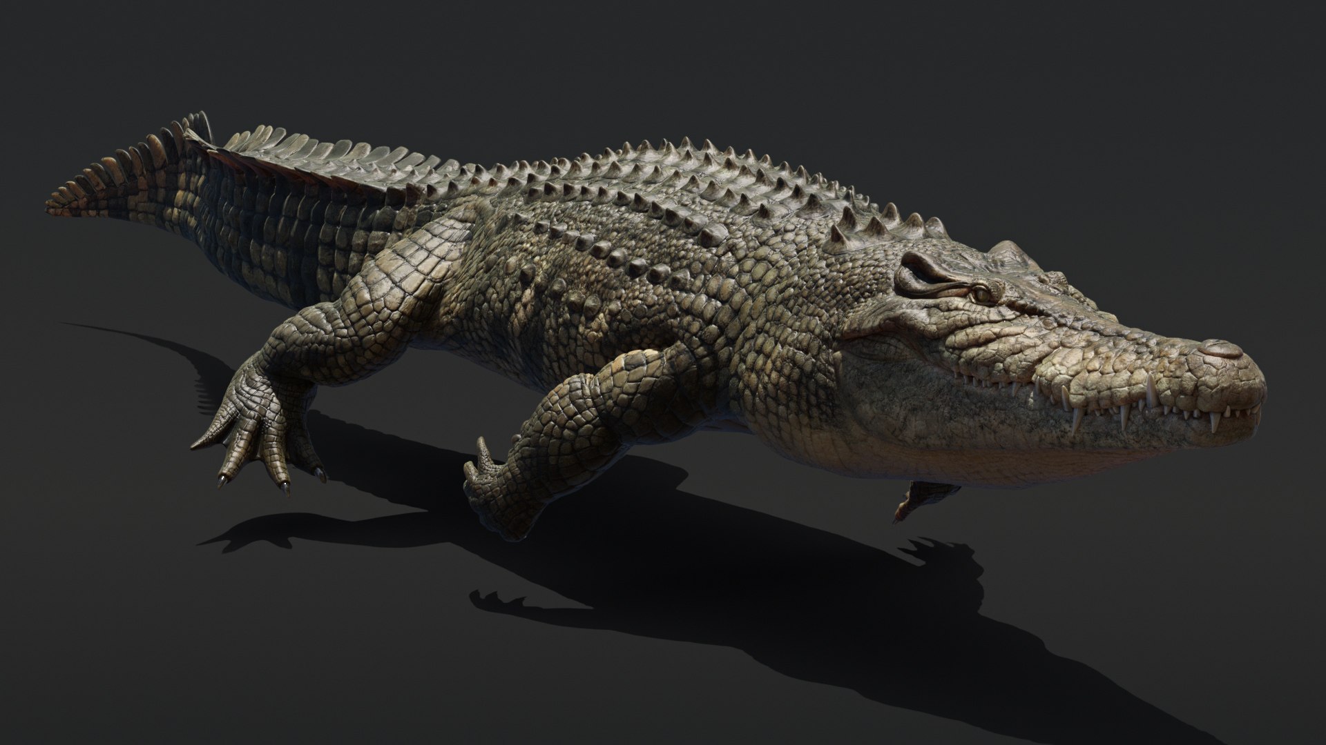 Saltwater Crocodile Animated model - TurboSquid 2016649