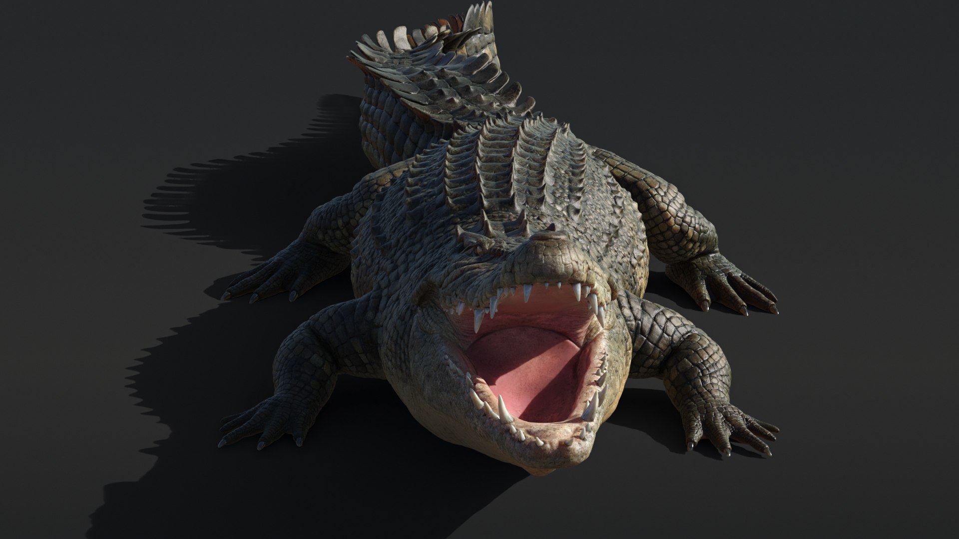 Saltwater Crocodile Animated model - TurboSquid 2016649