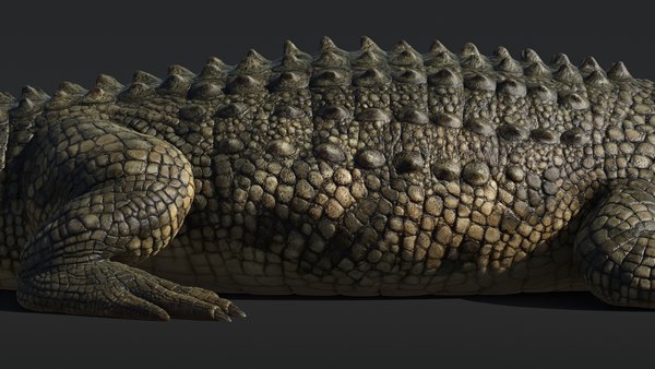 Saltwater Crocodile Animated 3D 모델 - TurboSquid 2016649