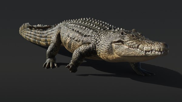 modelo 3d Saltwater Crocodile Animated - TurboSquid 2016649