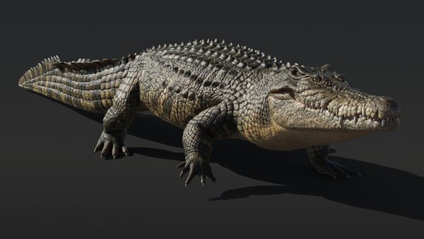 Saltwater Crocodile Animated 3D 모델 - TurboSquid 2016649