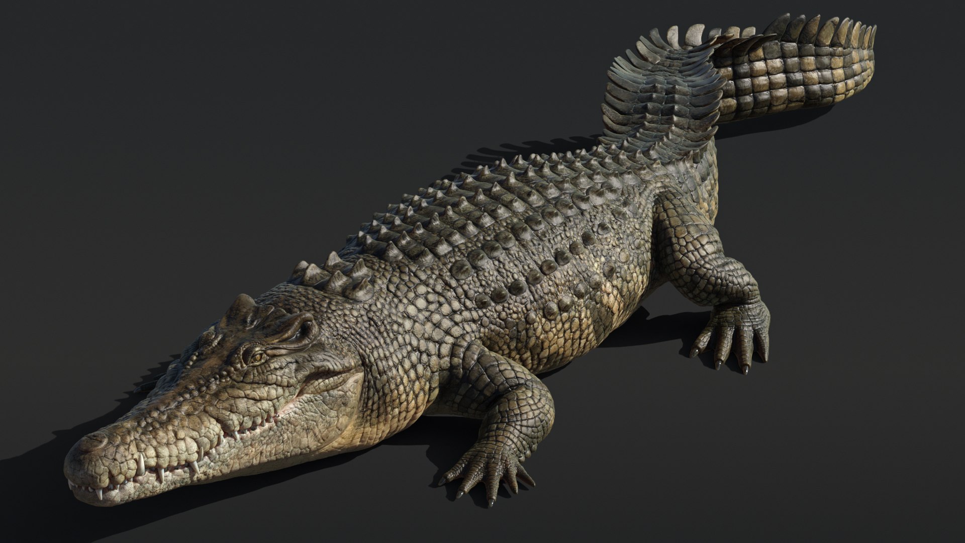 Saltwater Crocodile Animated model - TurboSquid 2016649