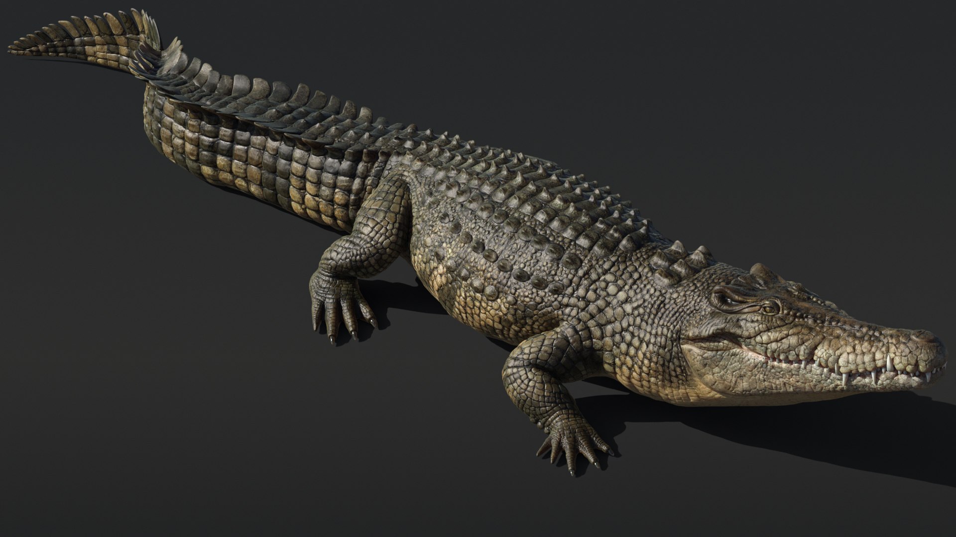 Saltwater Crocodile Animated model - TurboSquid 2016649