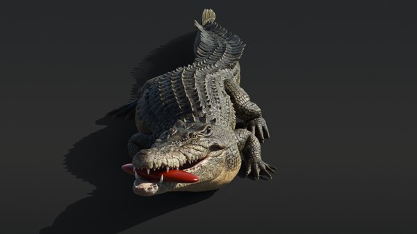 Saltwater Crocodile Animated 3D 모델 - TurboSquid 2016649