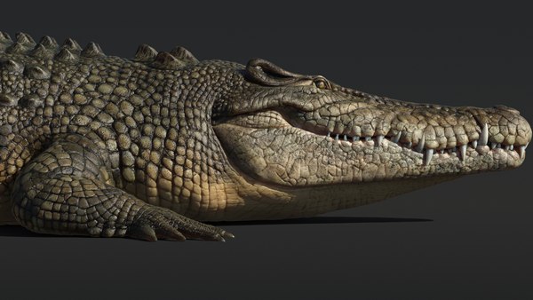 Saltwater Crocodile Animated 3D 모델 - TurboSquid 2016649
