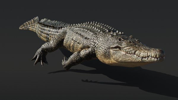 Saltwater Crocodile Animated 3D 모델 - TurboSquid 2016649