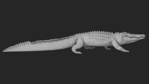 Saltwater Crocodile Animated 3D 모델 - TurboSquid 2016649