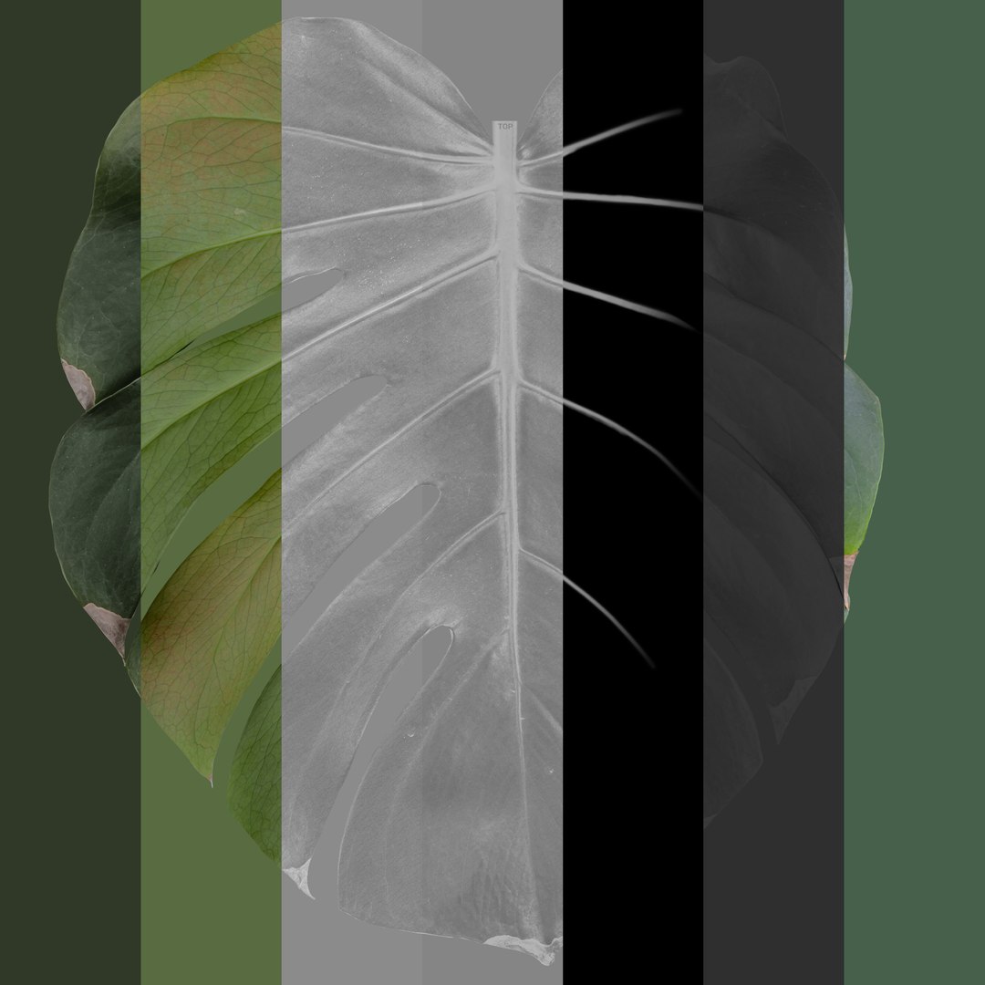 300cm Accurate High-poly Monstera Deliciosa In Pot 3D Model 3D Model ...