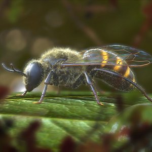 Invertebrate 3D Models for Download | TurboSquid