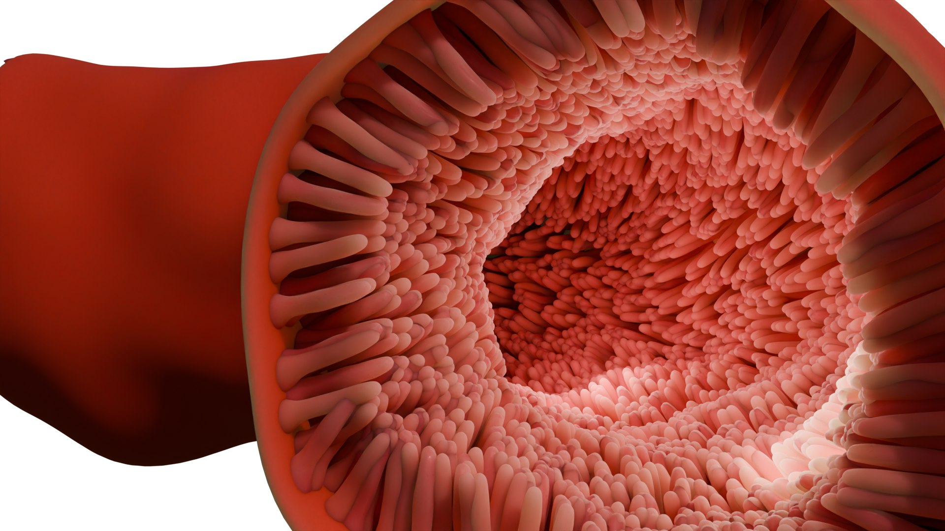 Intestinal Villi 3D Model - TurboSquid 2217800