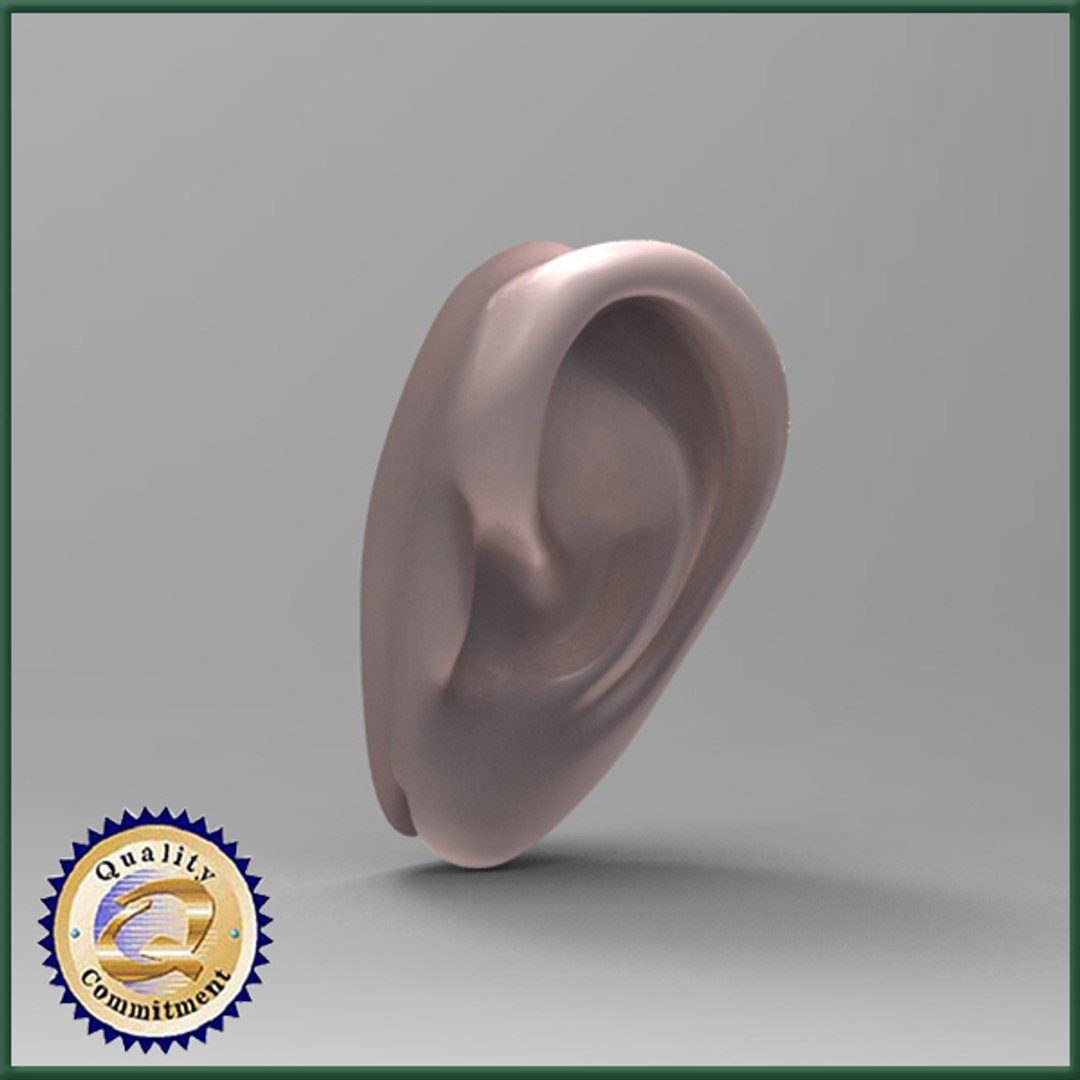 3ds max human ear anatomy