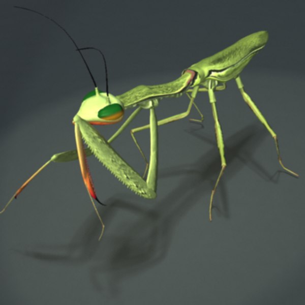 3d model mantis