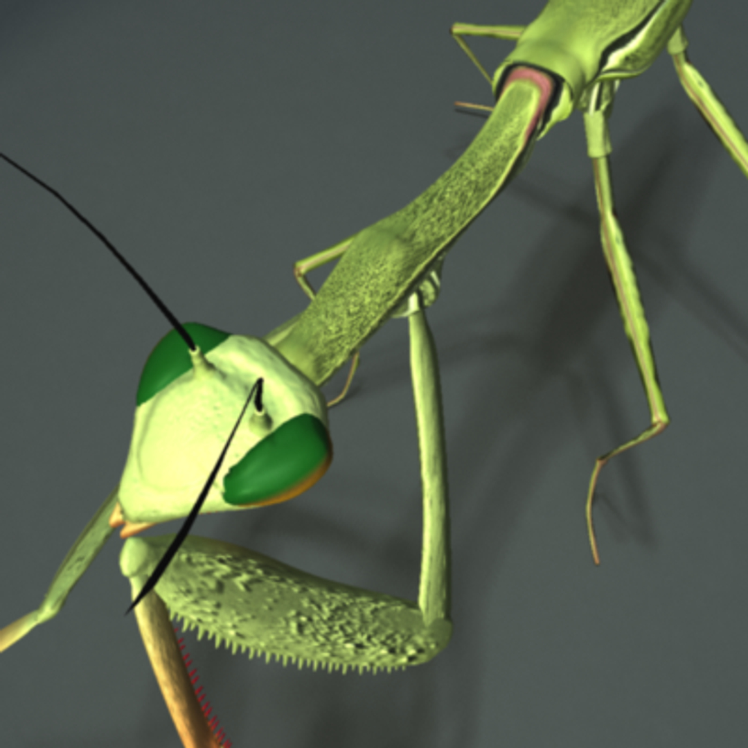 3d model mantis