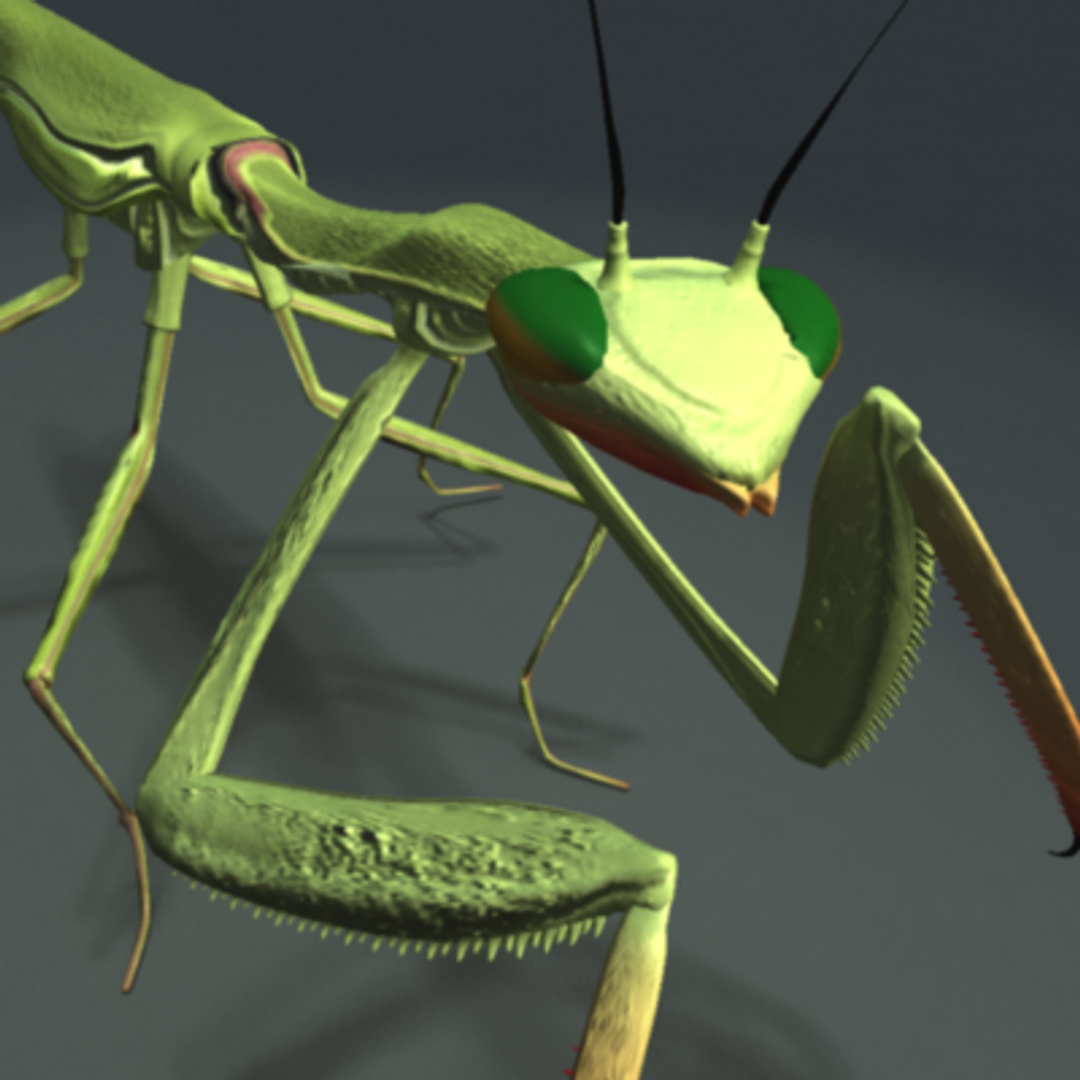 3d model mantis