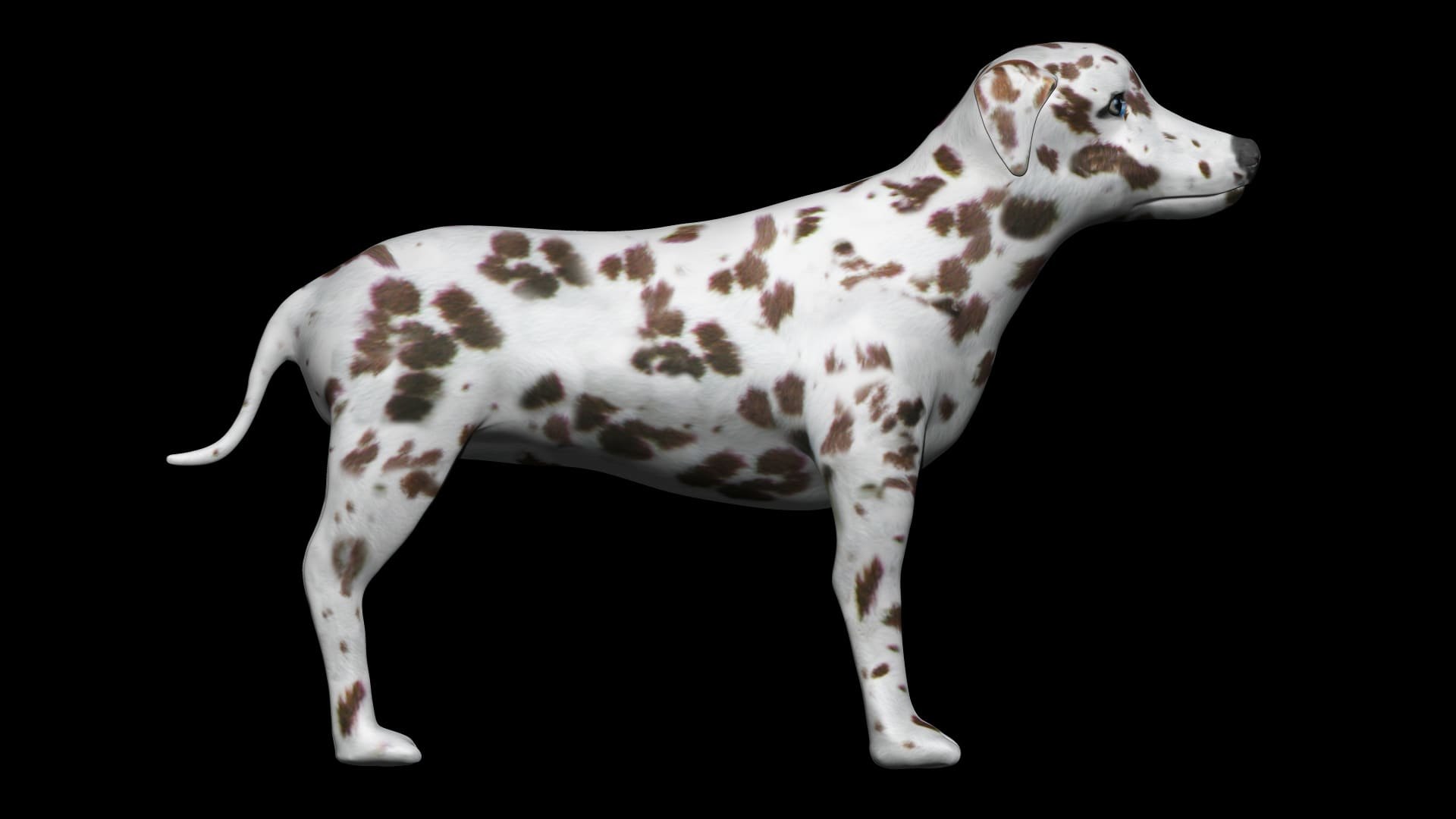 Dog Rigged Collection 3D model - TurboSquid 1744937