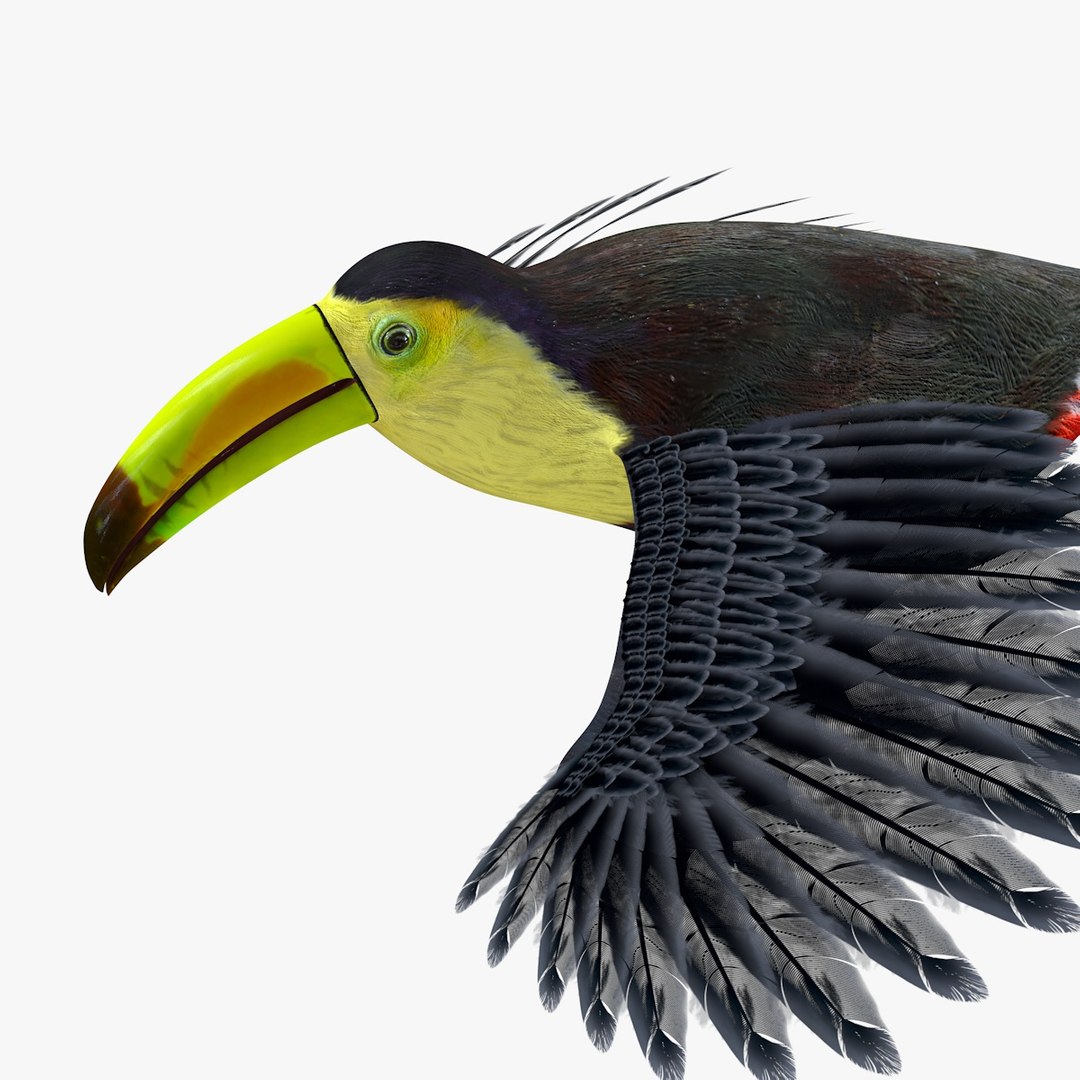Toucan bird model - TurboSquid 1536958