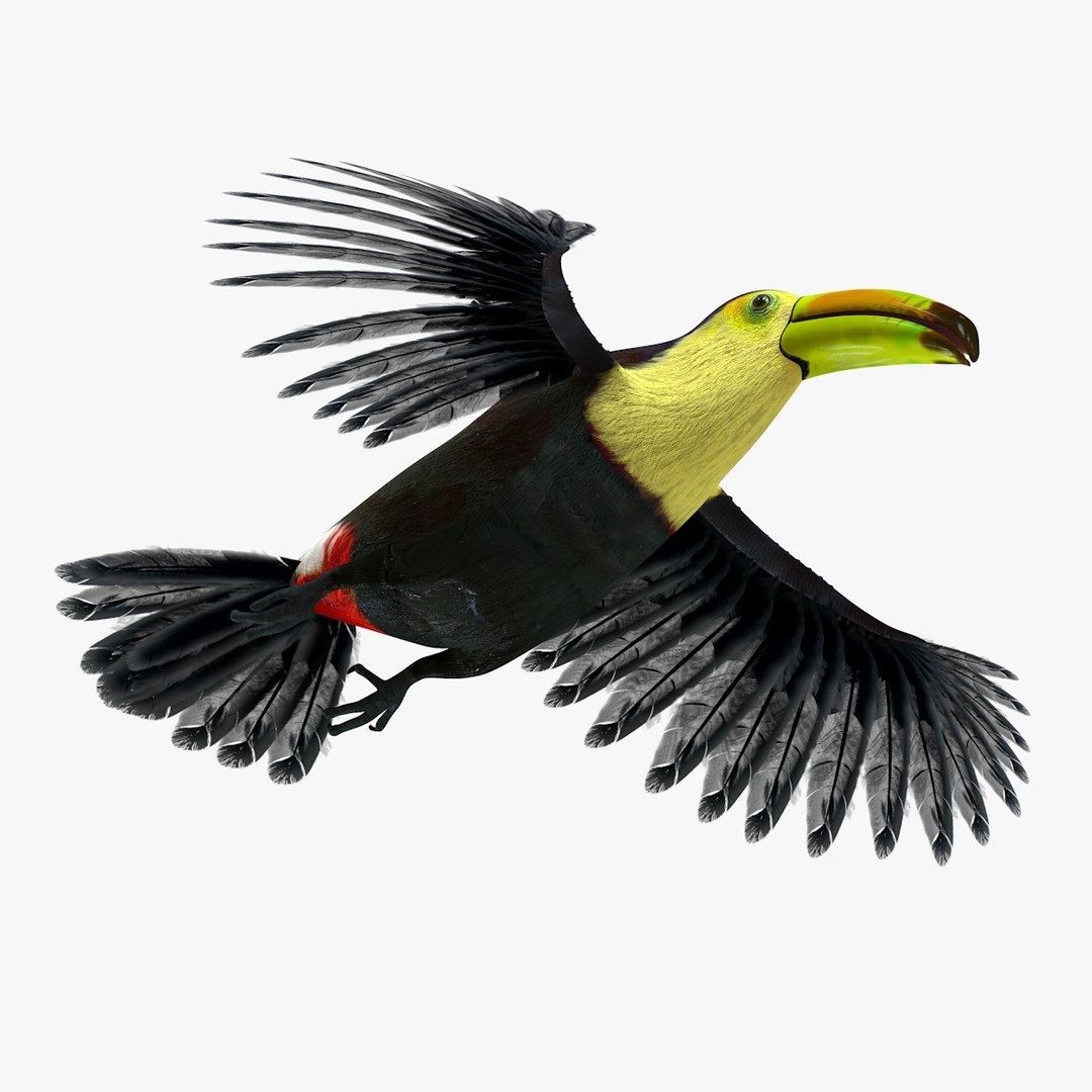 Toucan bird model - TurboSquid 1536958