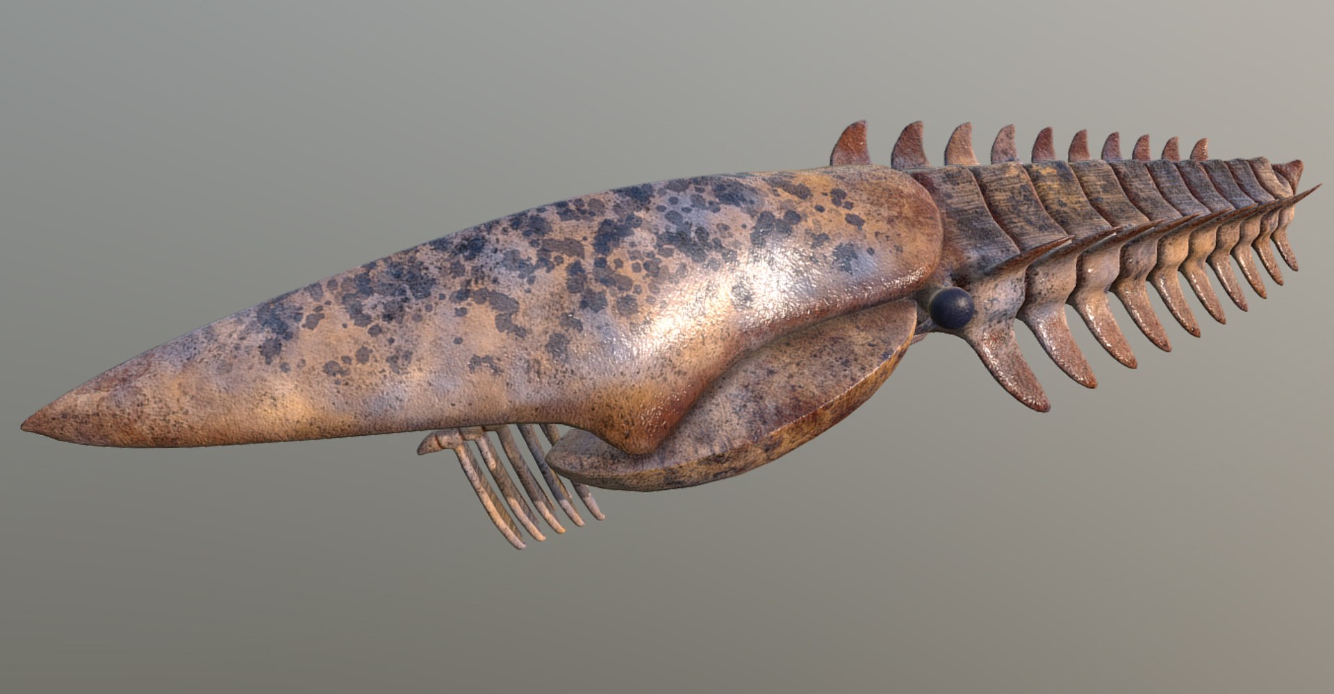 Aegirocassis 3D Model - TurboSquid 1394970