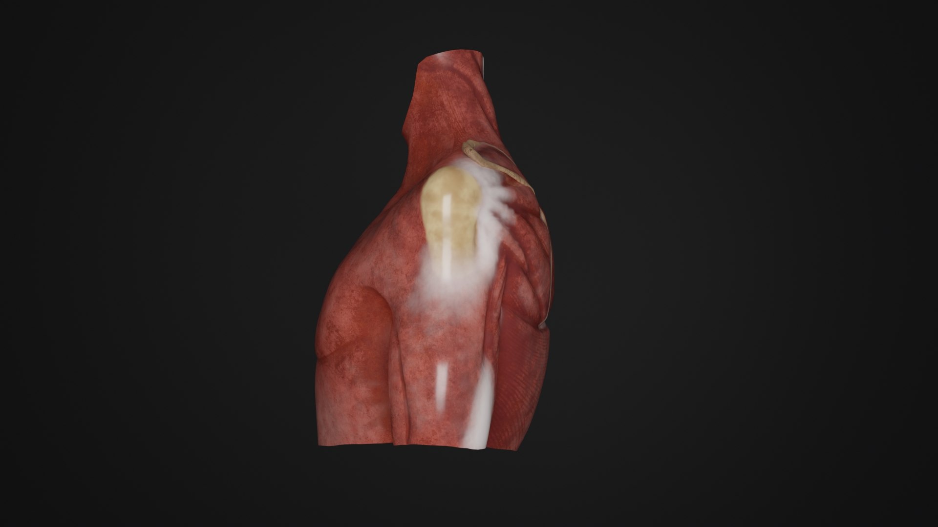 3D Human Anatomy-Muscular System-Upper Limb Superior Deep View ...