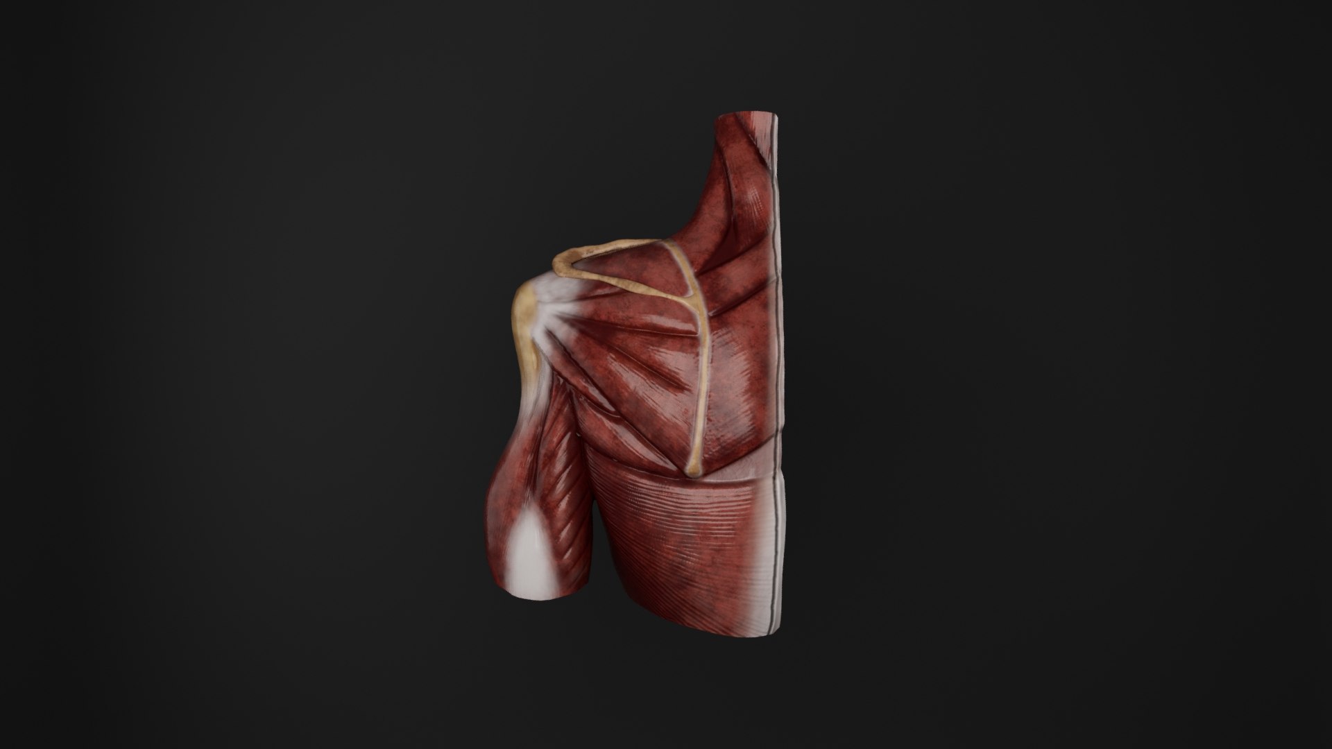 3D Human Anatomy-Muscular System-Upper Limb Superior Deep View ...