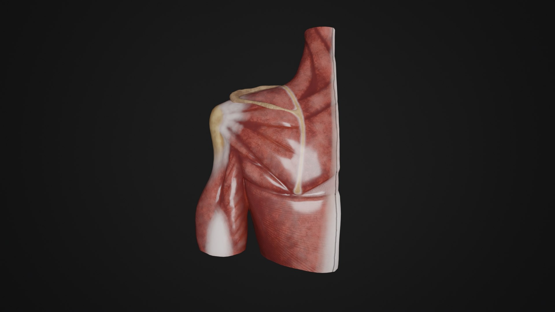 3D Human Anatomy-Muscular System-Upper Limb Superior Deep View ...