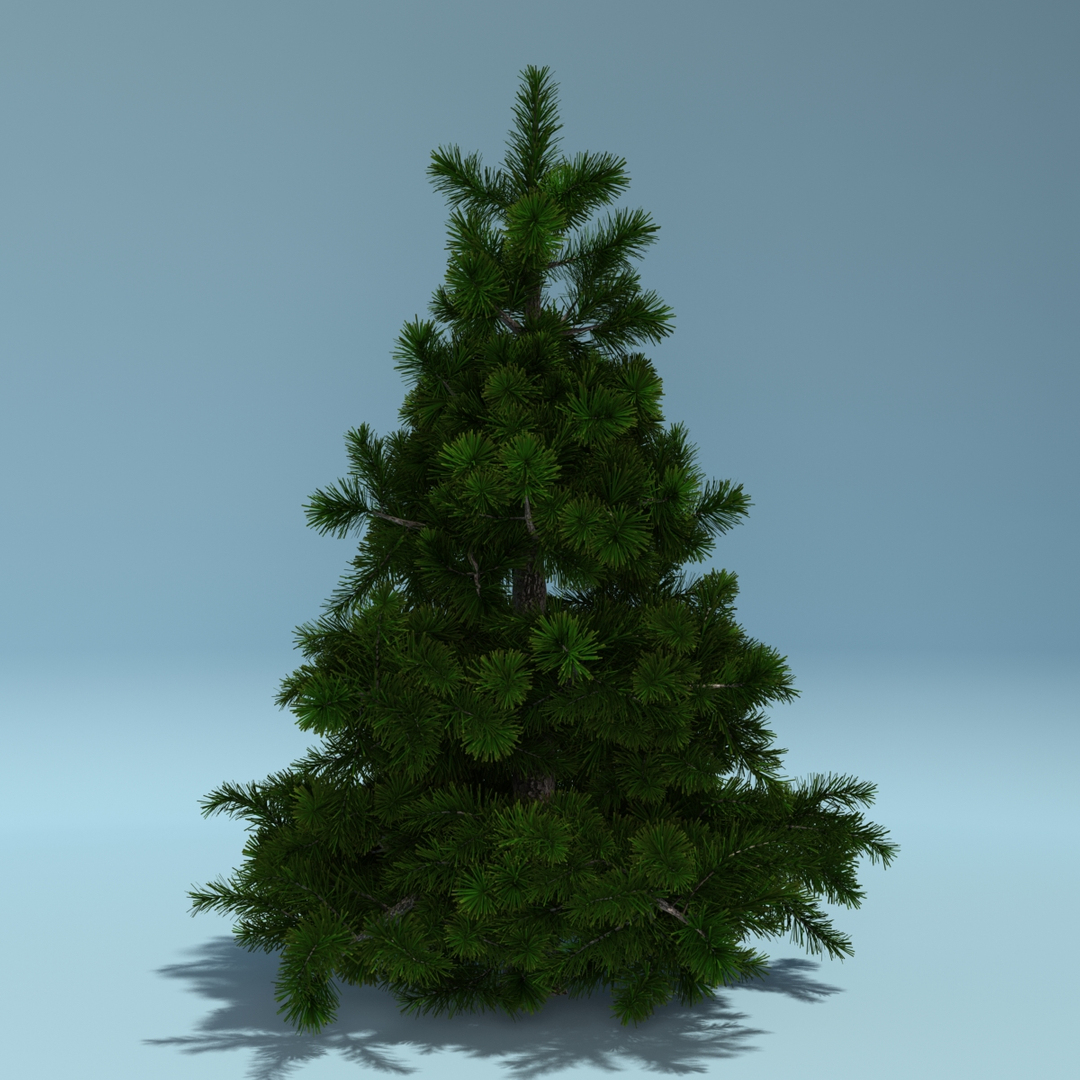 3d Tree Fir-tree Fir