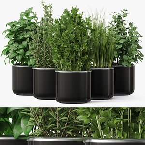 3D Basil model - TurboSquid 1797822