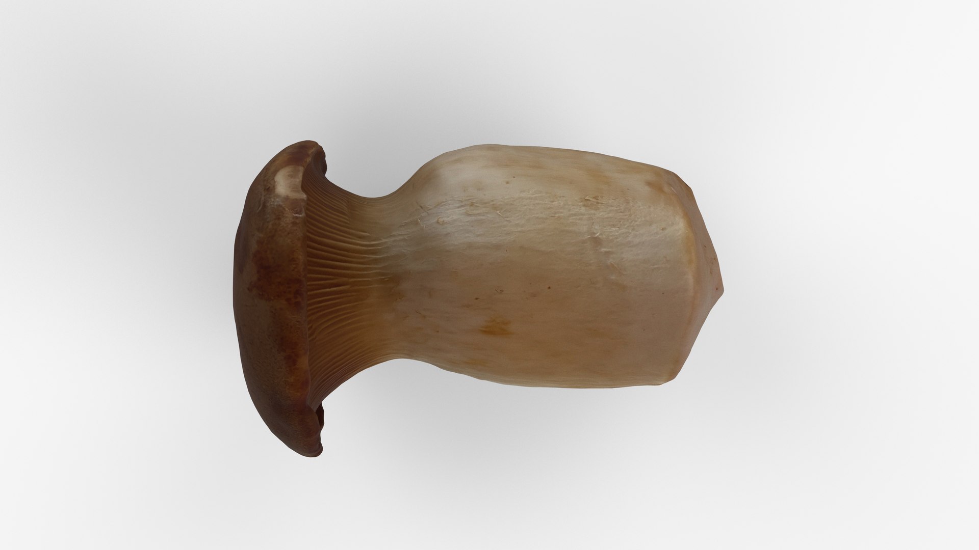 3D Photorealistic 3D Scan Of Oyster Mushroom Model - TurboSquid 2227726
