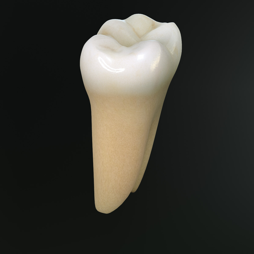 Tooth Lower Molar Max