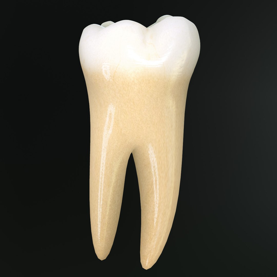 Tooth Lower Molar Max