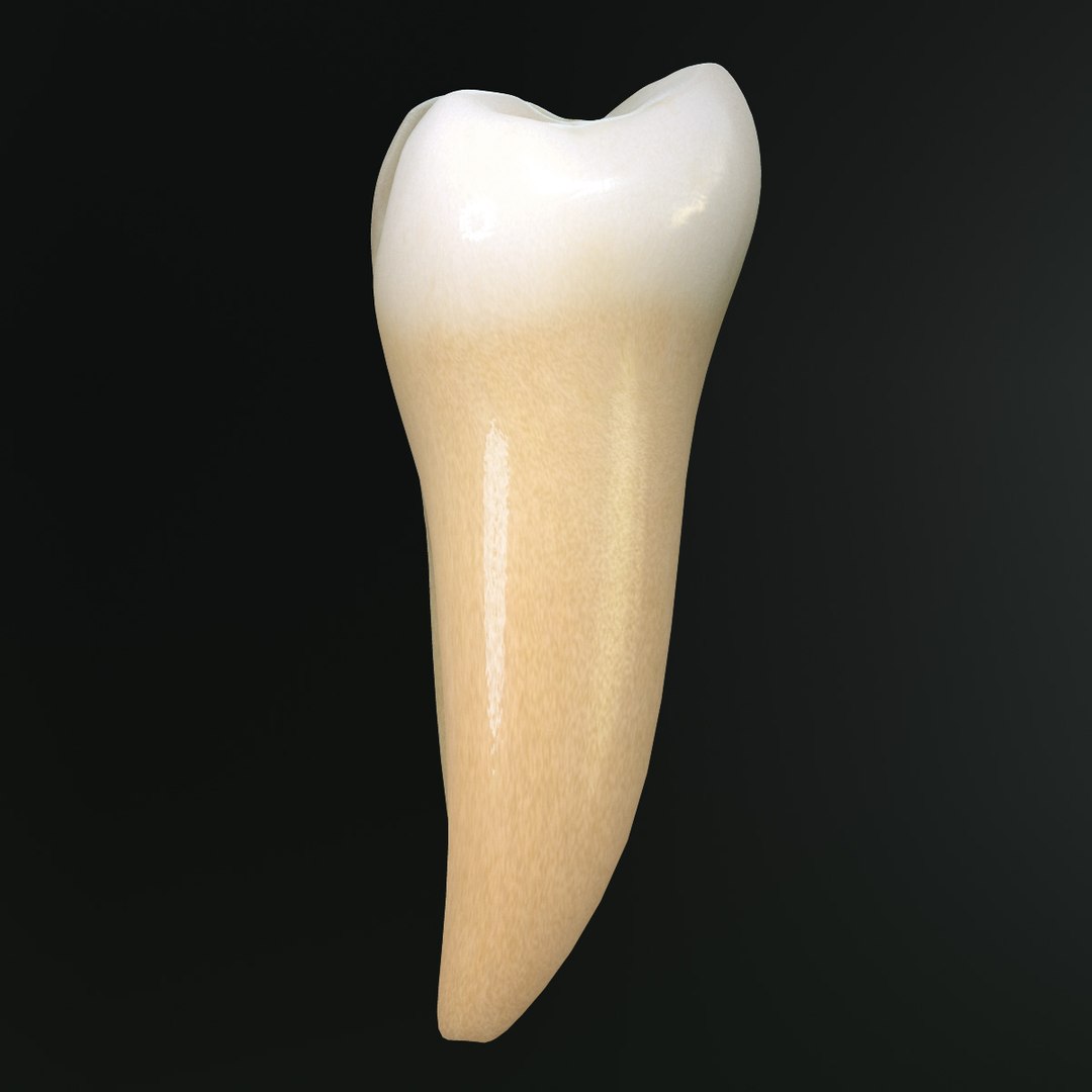 Tooth Lower Molar Max