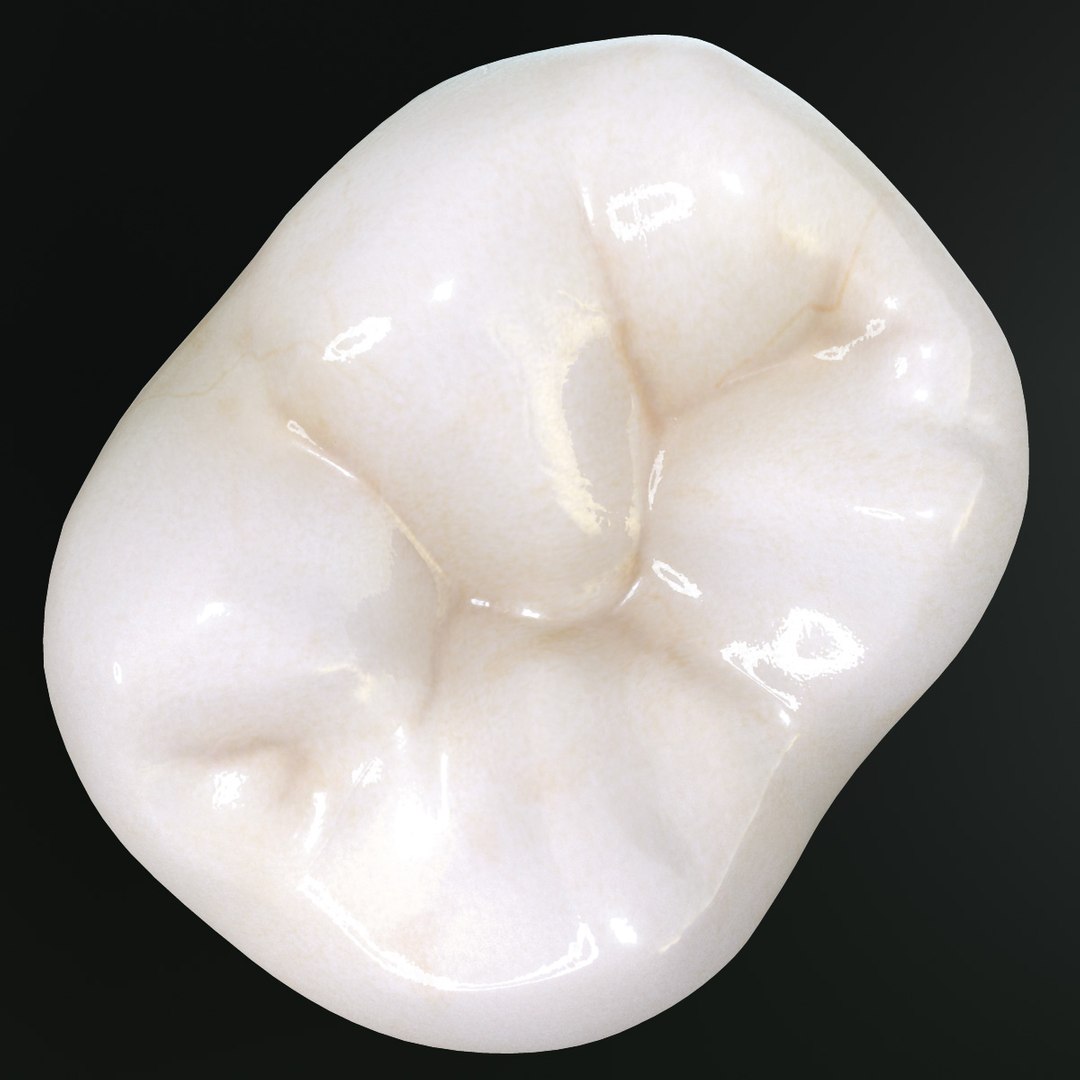 Tooth Lower Molar Max