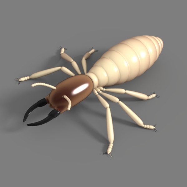 Termite 3D Models for Download | TurboSquid