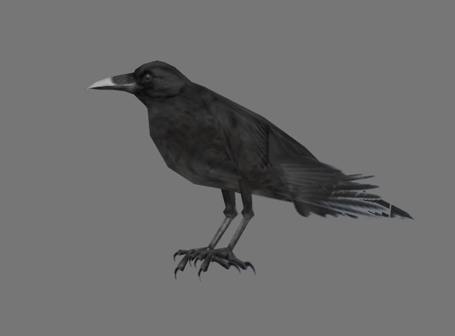 3dsmax rigged raven animations
