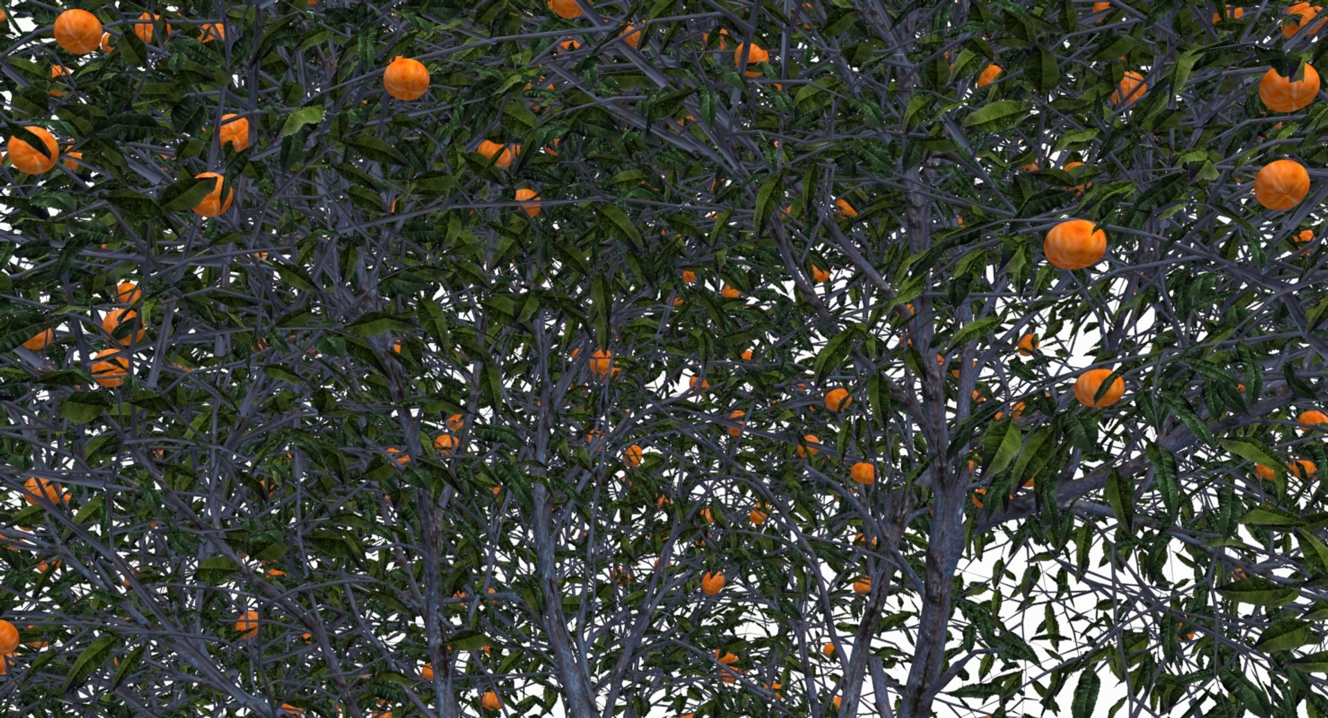 3D Model Realistic Fruit Tree Mandarine - TurboSquid 1377404