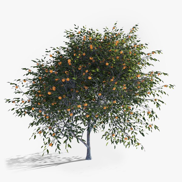 3D model realistic fruit tree mandarine - TurboSquid 1377404