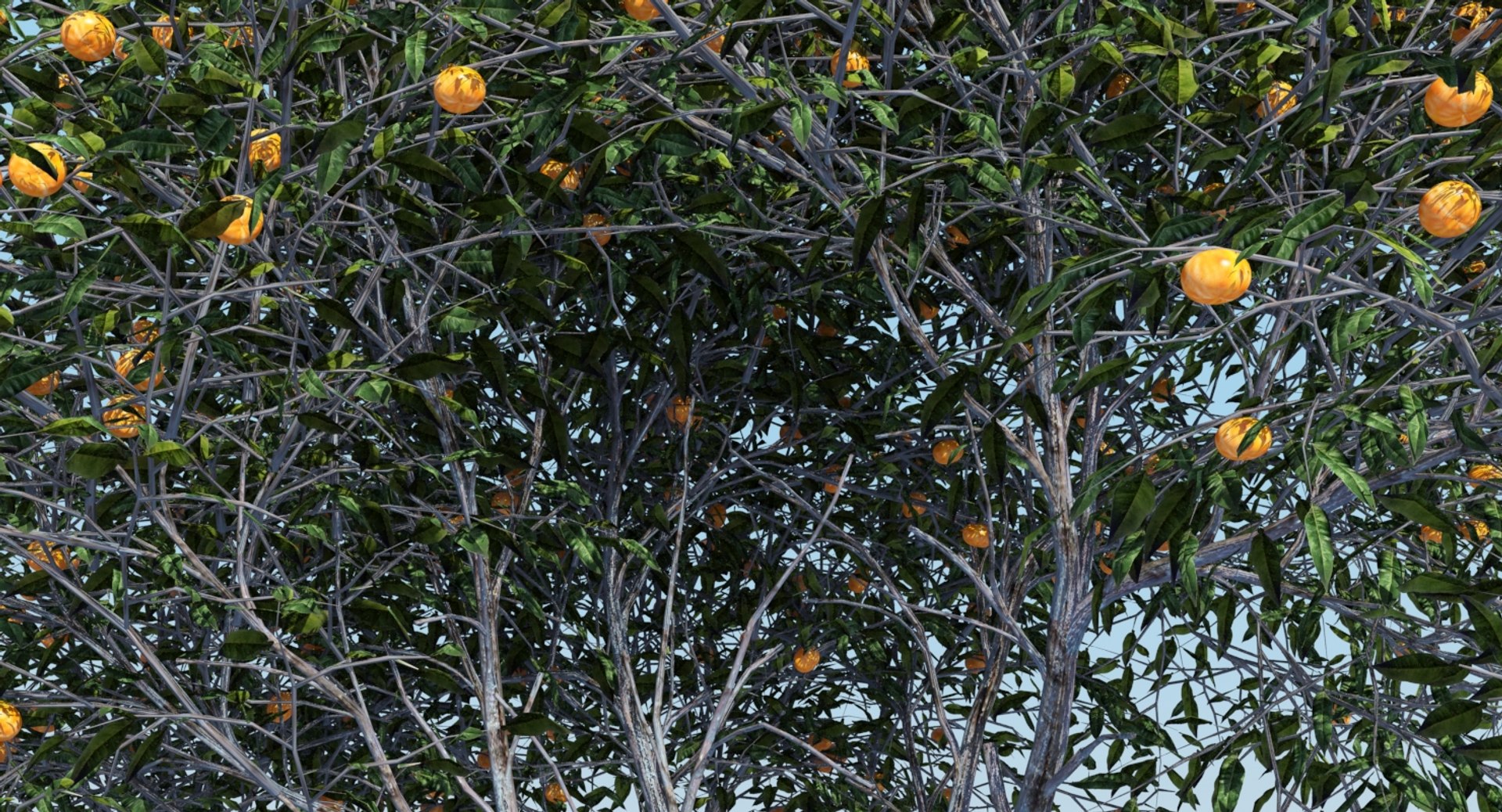 3D Model Realistic Fruit Tree Mandarine - TurboSquid 1377404