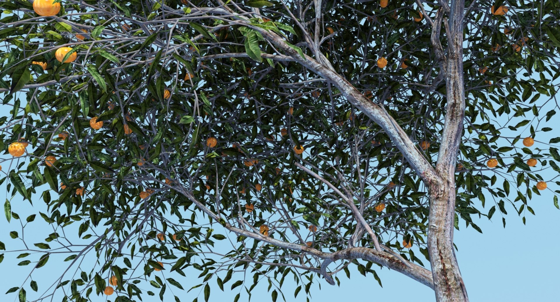 3D Model Realistic Fruit Tree Mandarine - TurboSquid 1377404