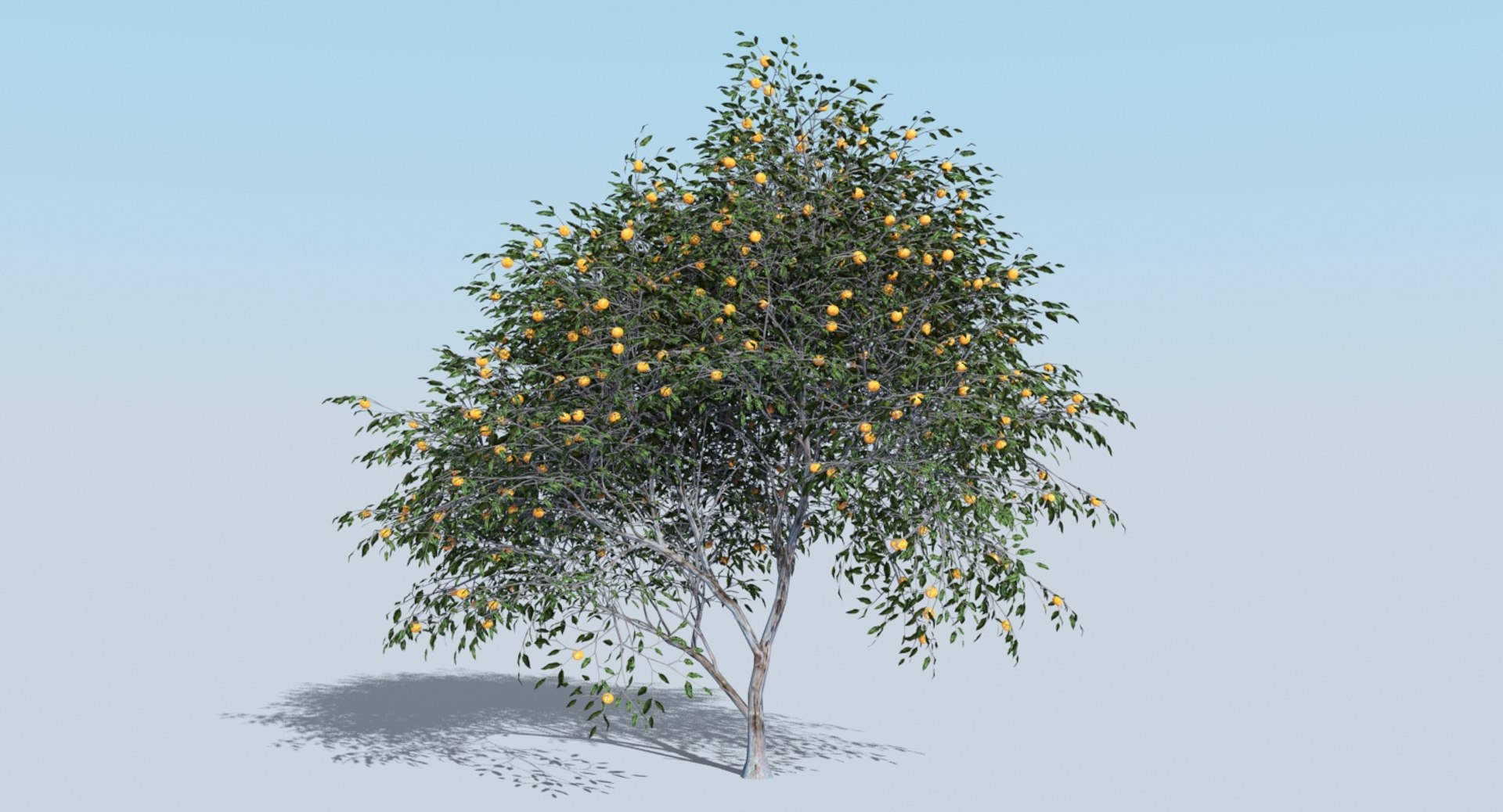 3D Model Realistic Fruit Tree Mandarine - TurboSquid 1377404